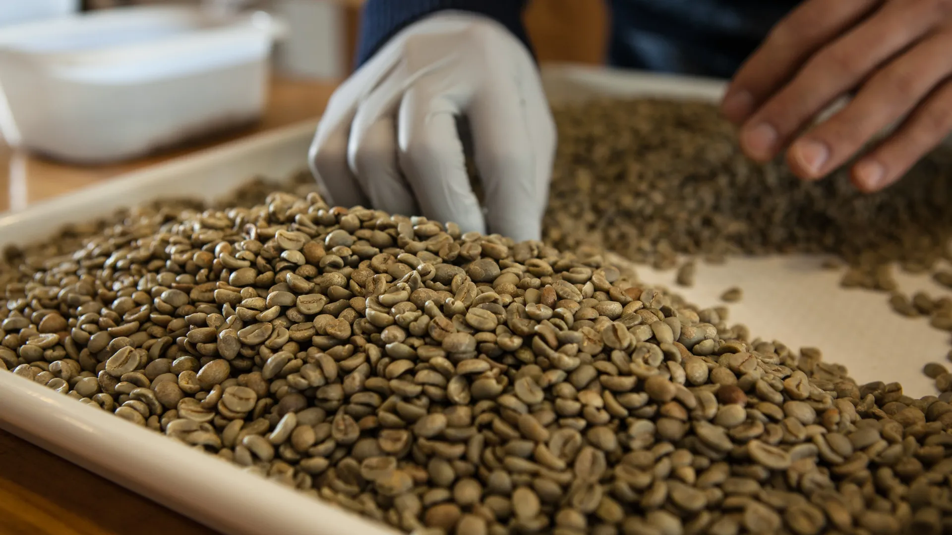 🚫☕️¡No Todo Grano Es Perfecto! Descubre Los Defectos Que Pueden ...